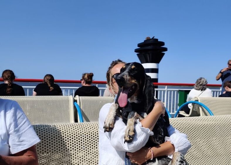 Sailing with your dog: rules and tips for ferry travel with your dog
